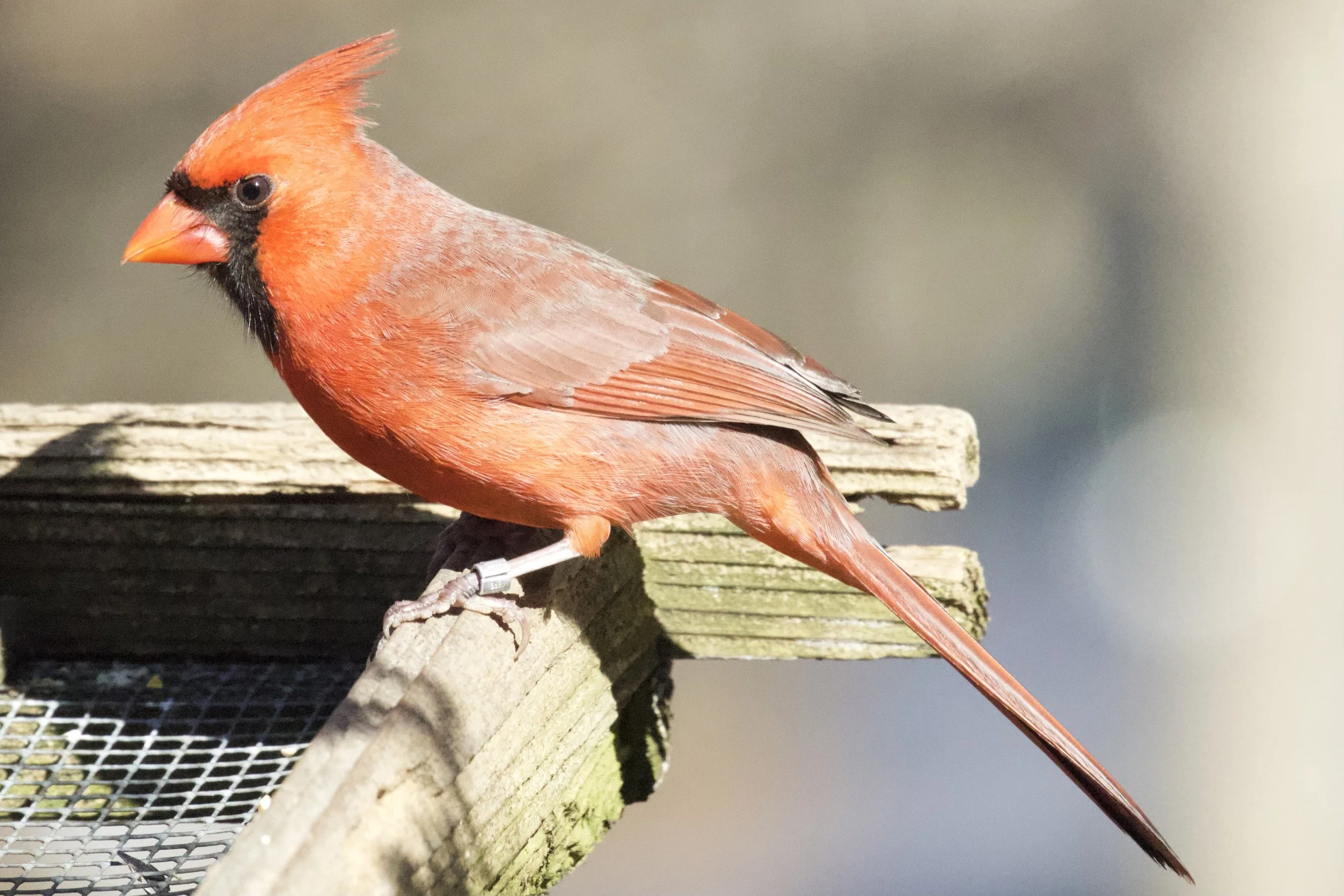 Bird of the Month: Northern Cardinal — Champaign County Audubon Society