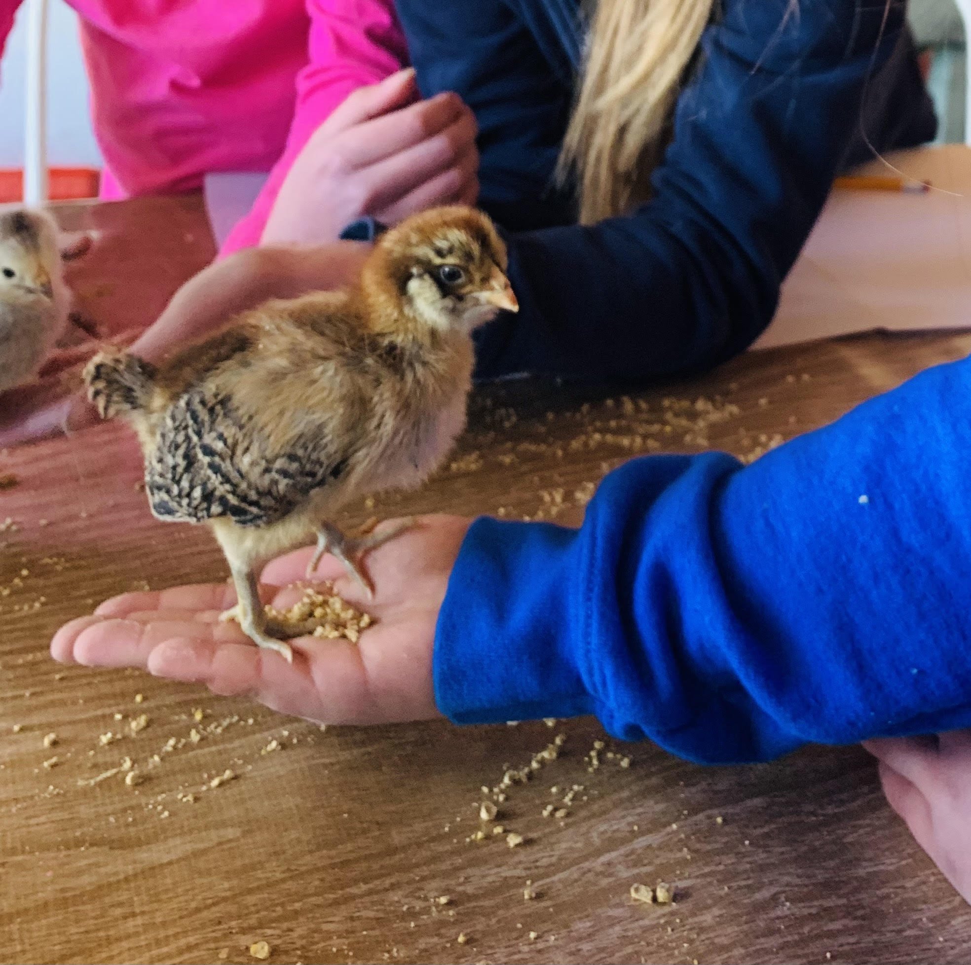 Store 1 — The Maker Farm