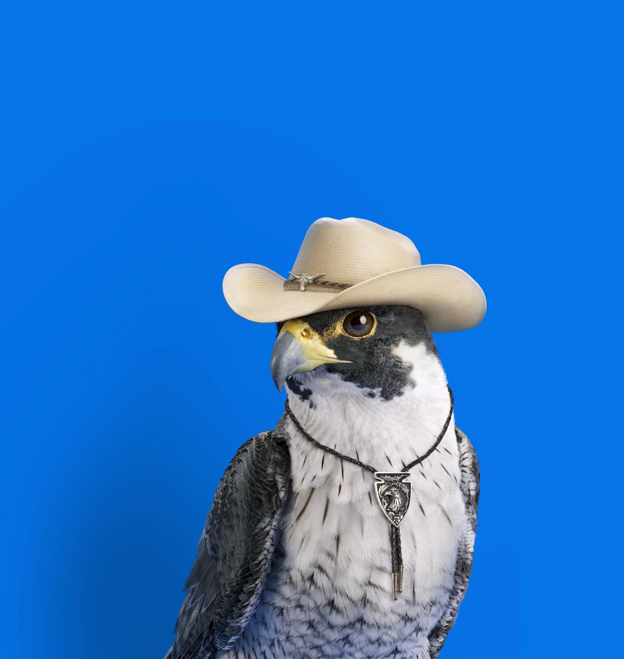 ANZ International Falcons — Electric Art - Creative Image Production