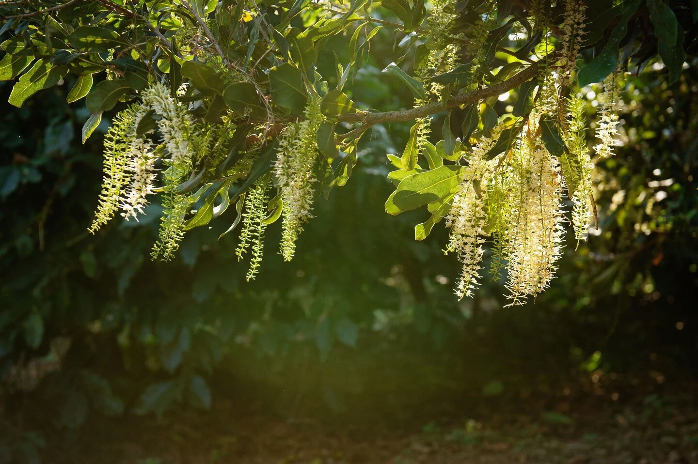 Operations — Pamoja - Moving the macadamia industry towards the highest ...