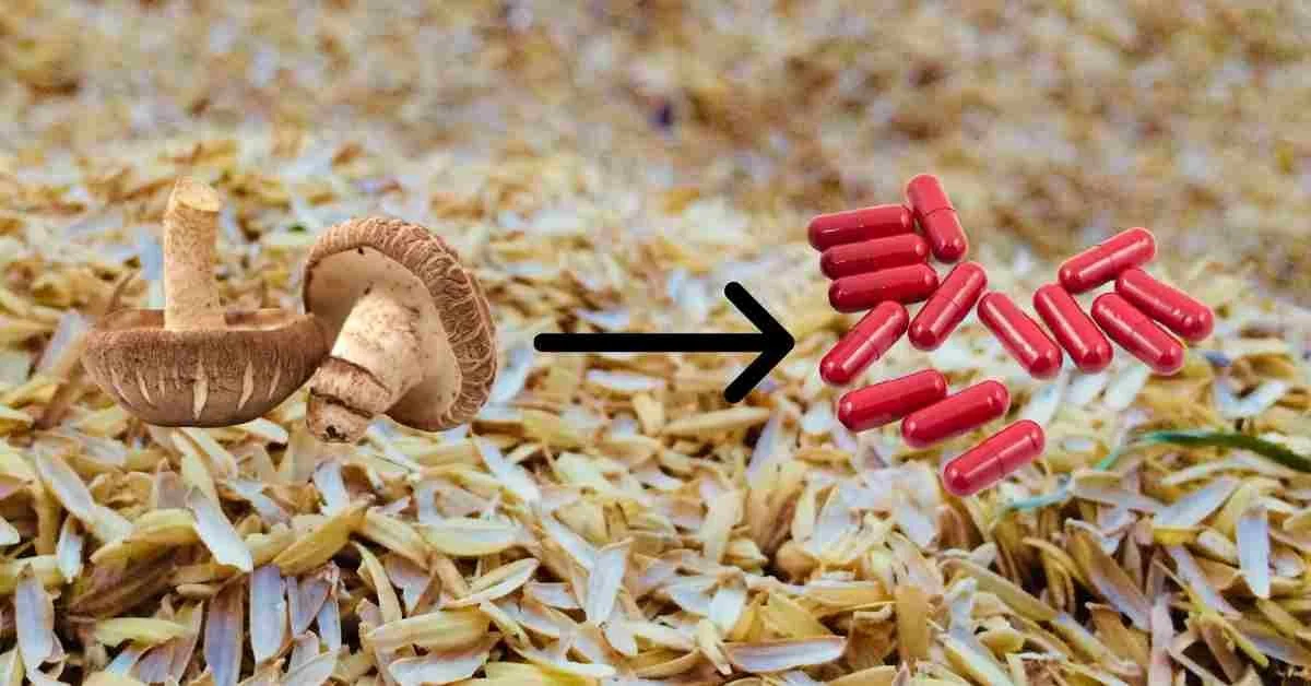 Rice Bran Arabinoxylan Compound: An Advance in Cancer Care