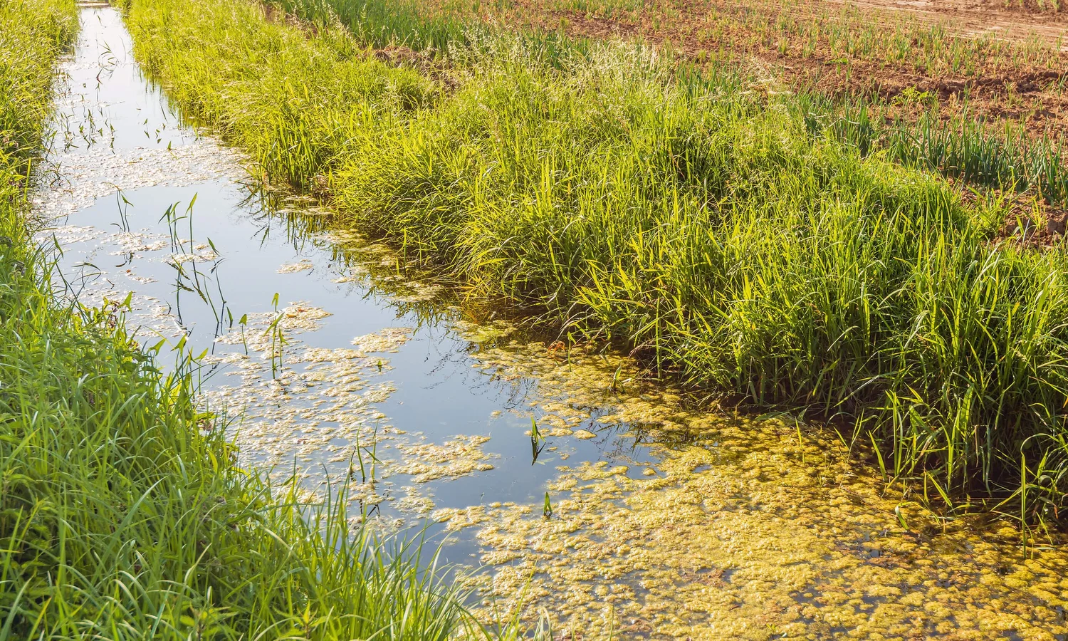 MOSQUITOES — Toledo Area Sanitary District