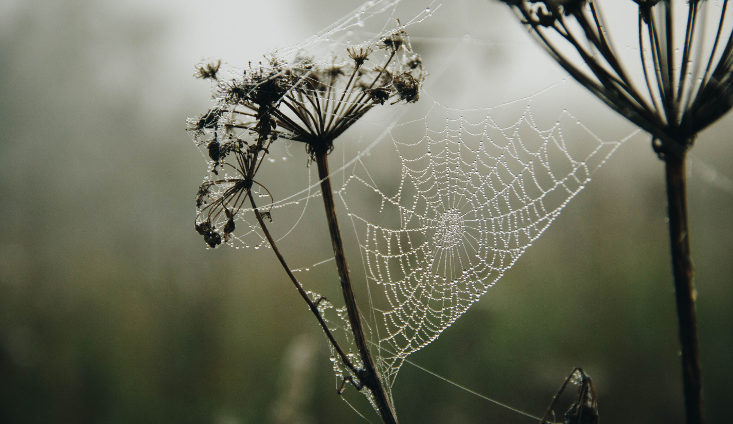 What is an Egregore — Sacred Anarchy