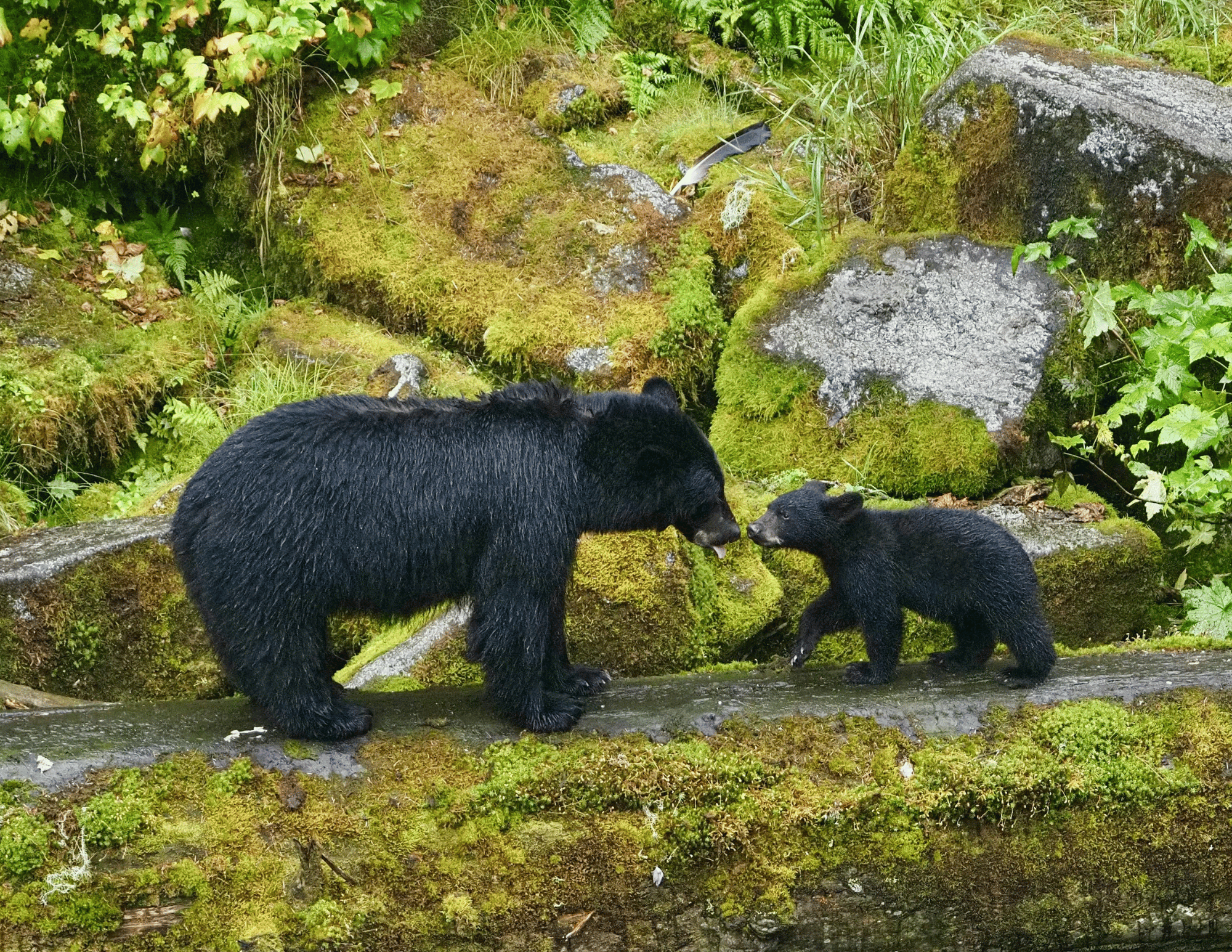Icy Strait Point (Hoonah), Alaska Cruise Port Guide & Information ...