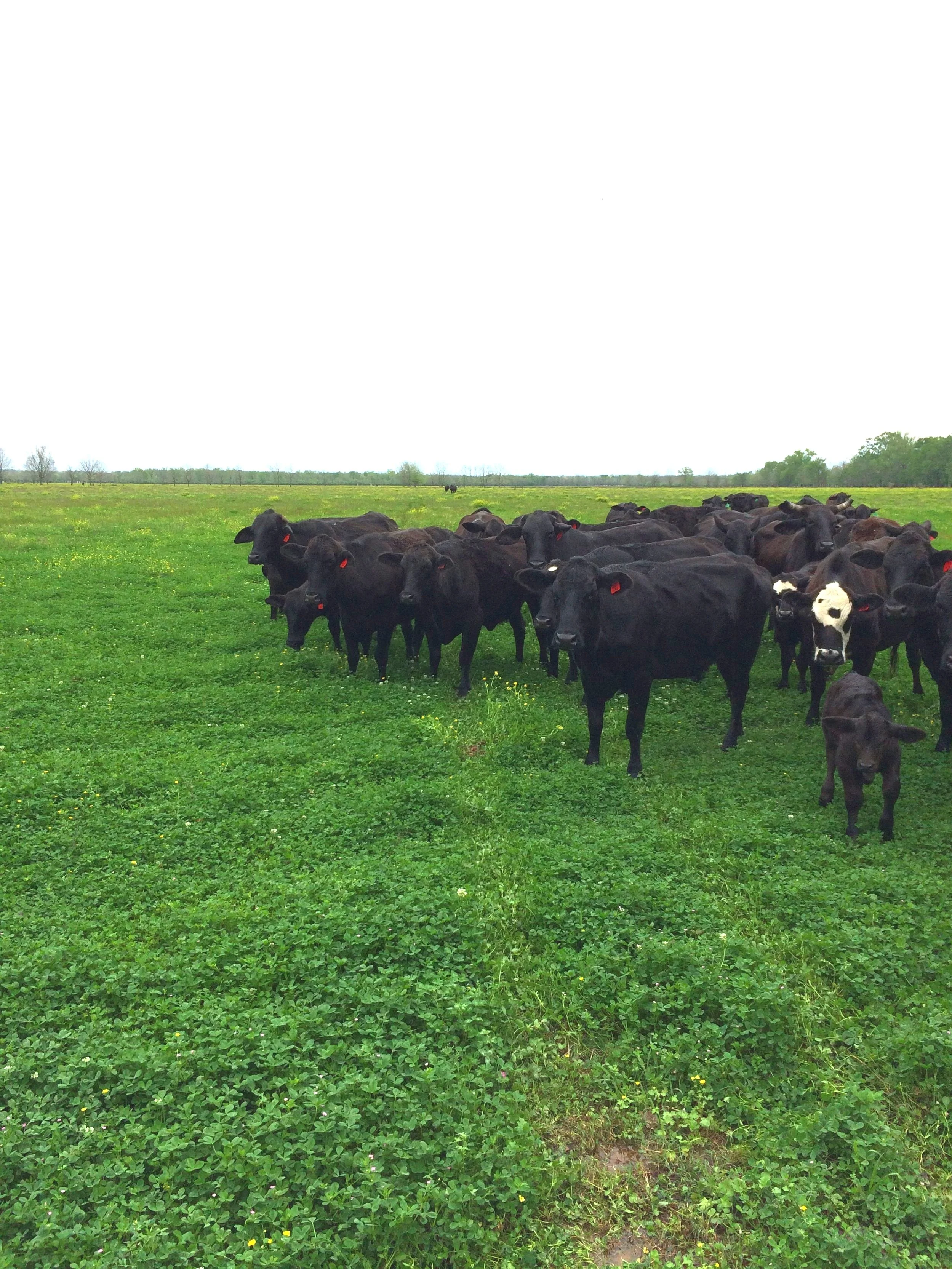 About — Trotter Beef