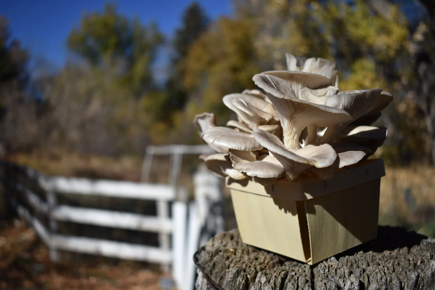 High Balsam Farm