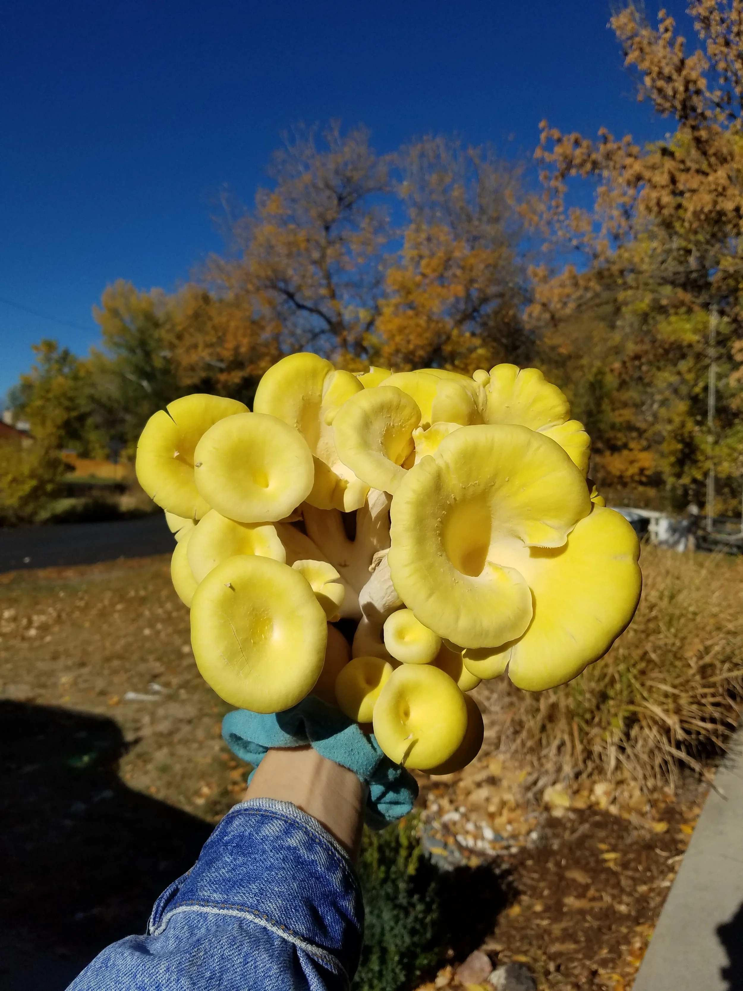 High Balsam Farm