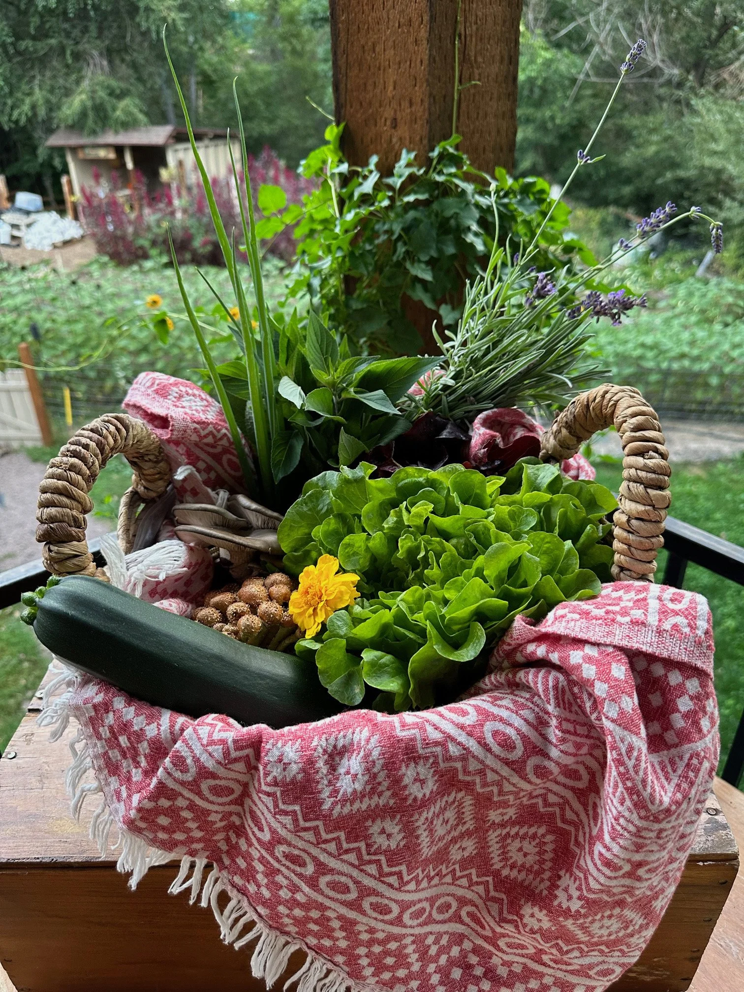 High Balsam Farm