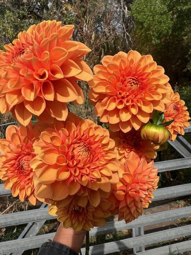 Dahlia ‘Maarn’ Tuber — High Balsam Farm