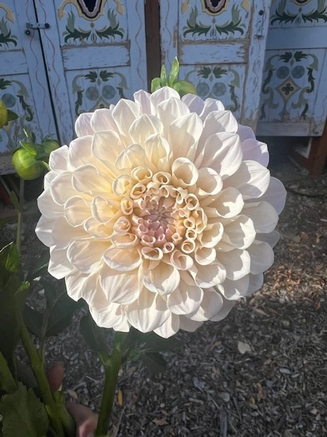 Dahlia ‘Sweet Nathalie’ Tuber — High Balsam Farm