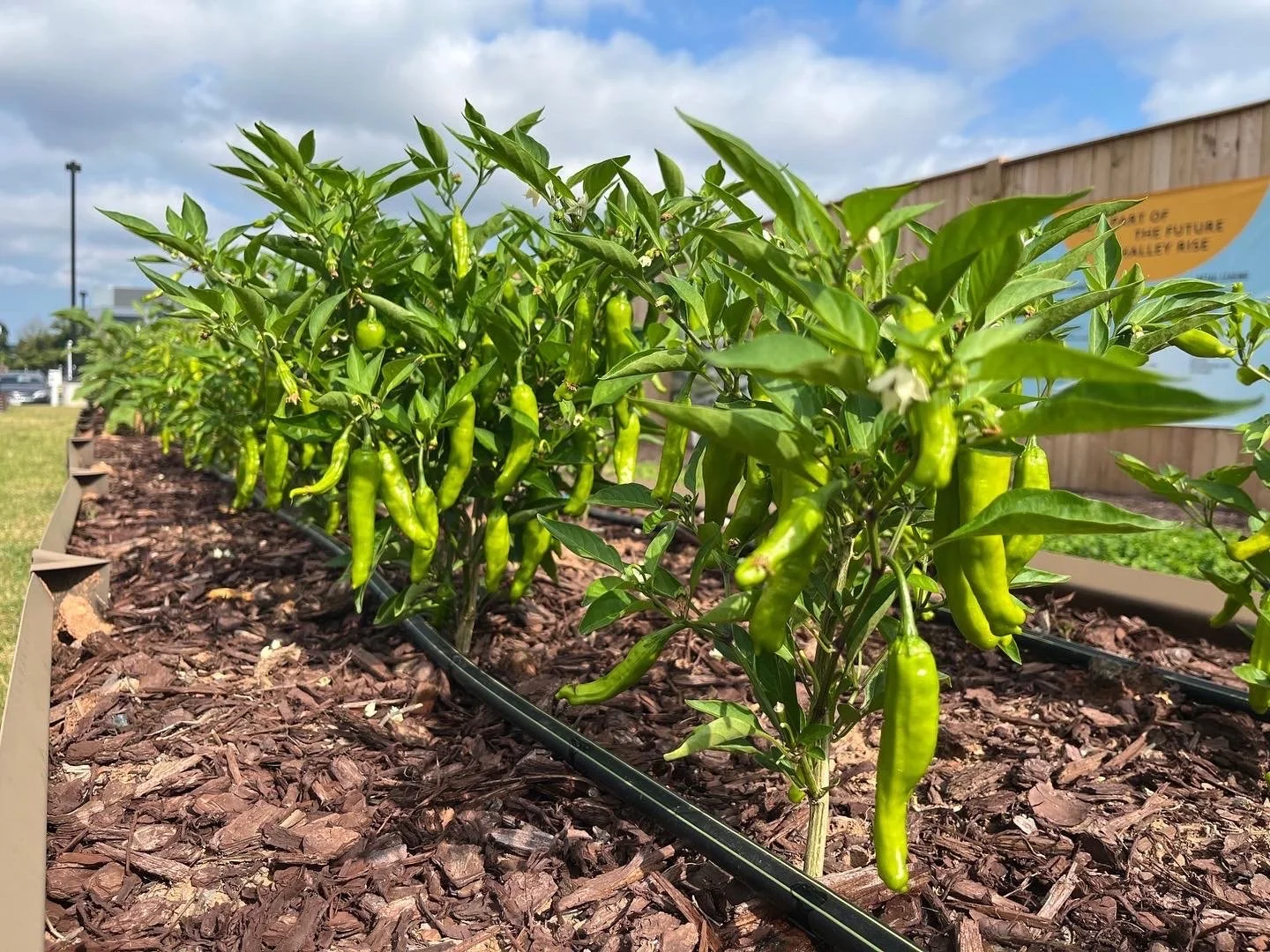 The Farm at Halley Rise — Up Top Acres