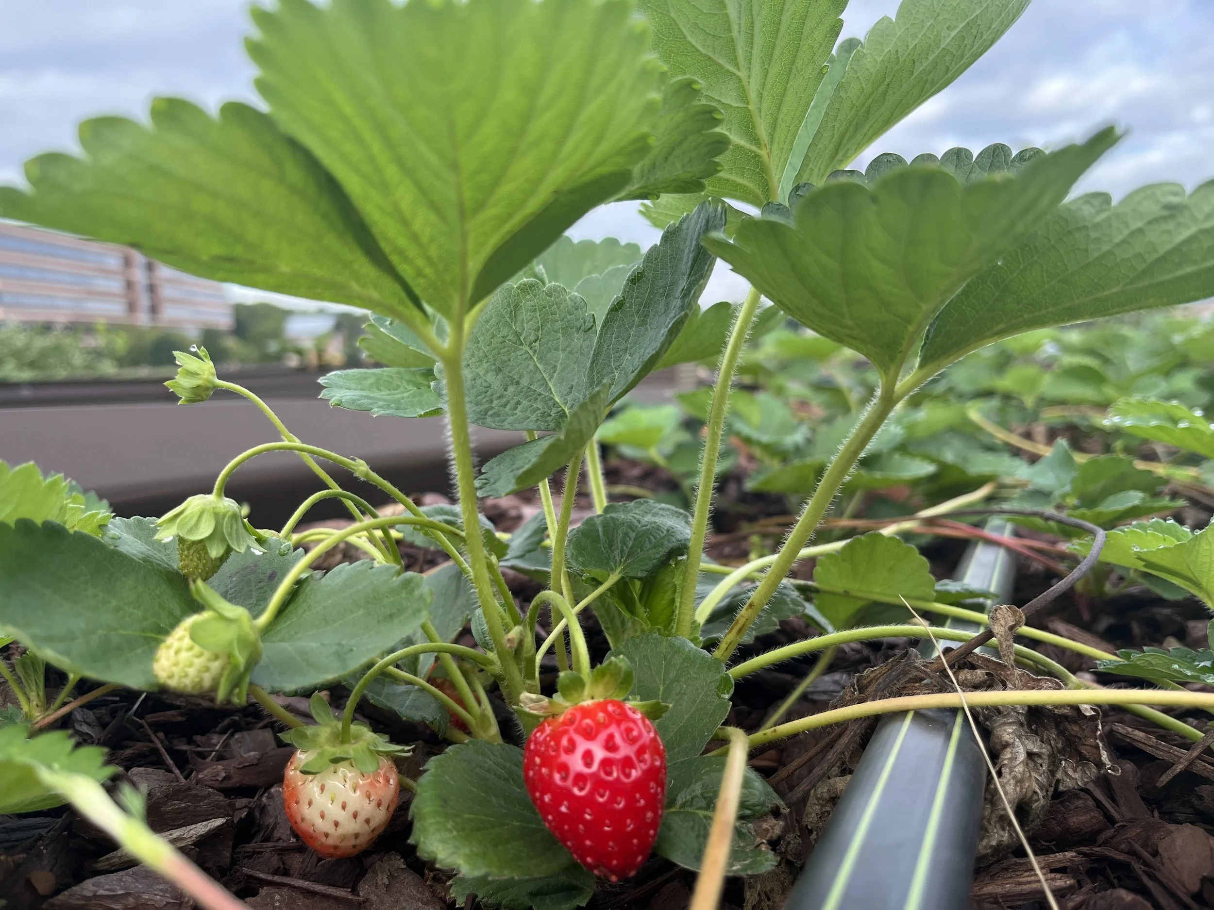 The Farm at Halley Rise — Up Top Acres
