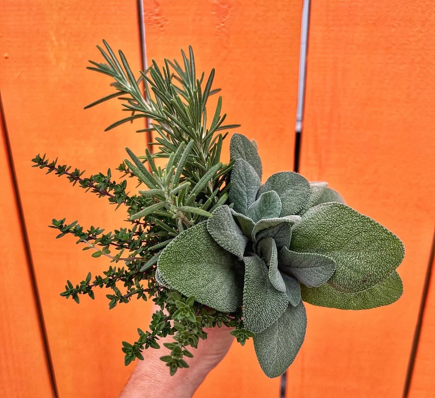 The Farm at Halley Rise — Up Top Acres
