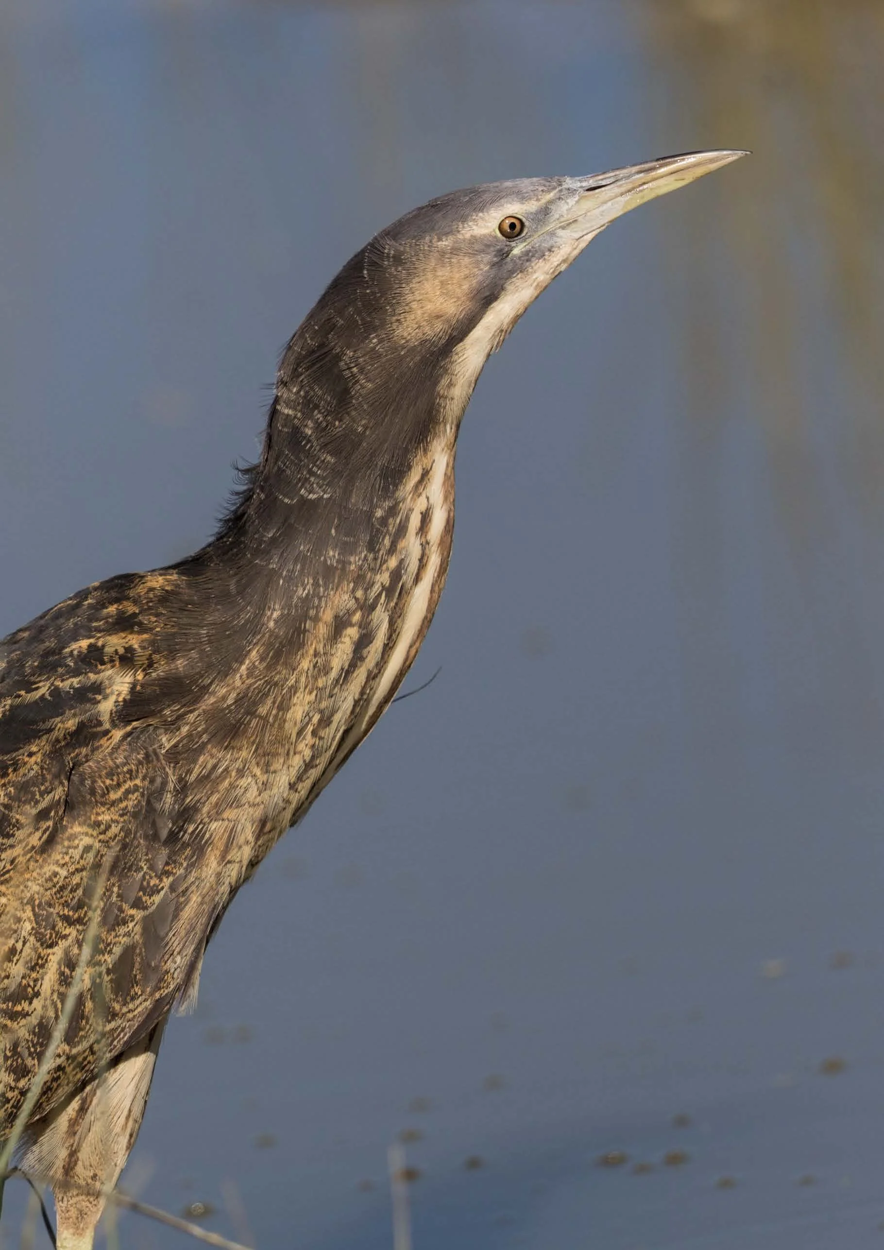 Regionwide Surveys | Matuku-Hūrepo | Australasian Bittern — Predator ...