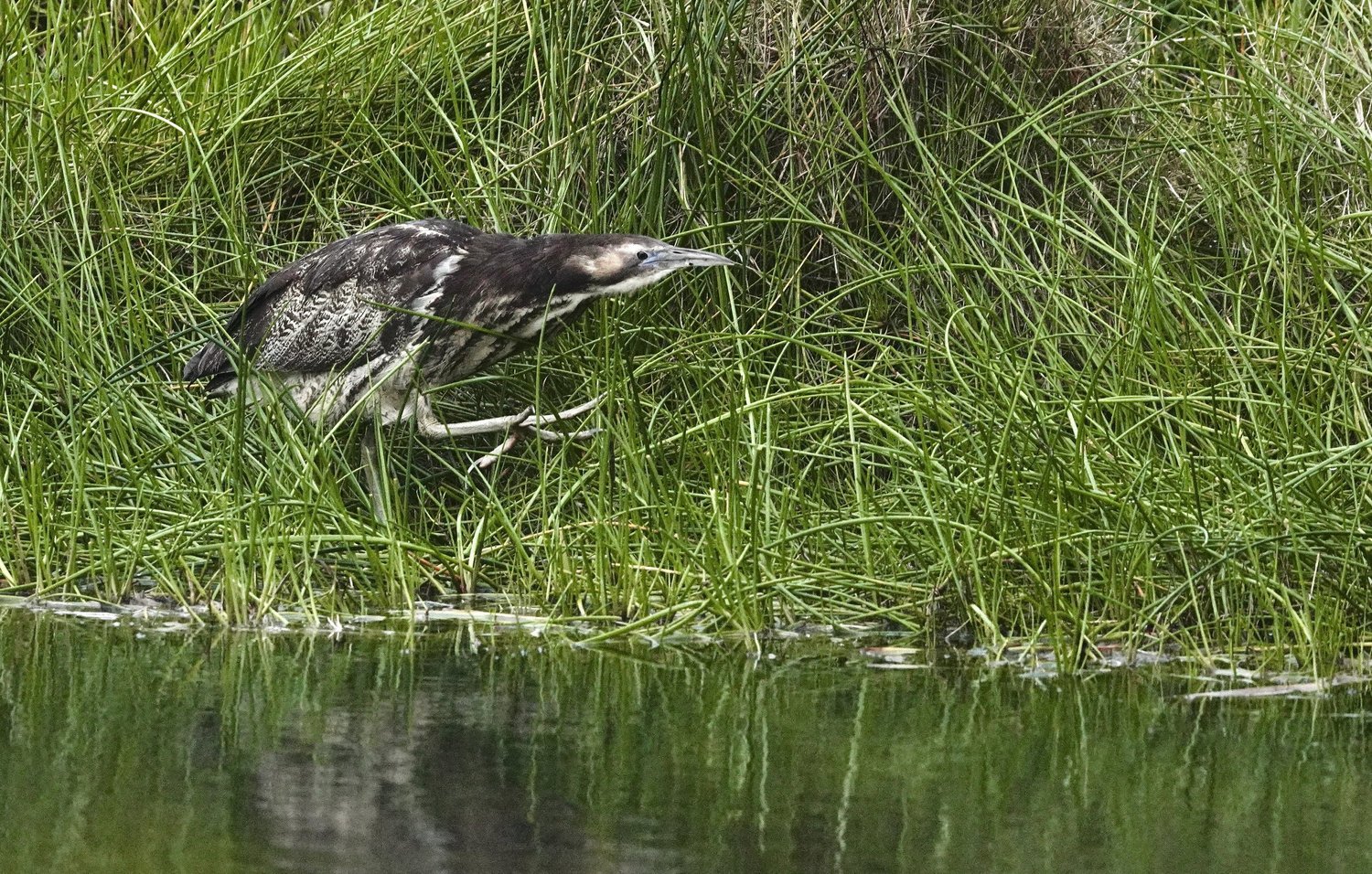 Regionwide Surveys | Matuku-Hūrepo | Australasian Bittern — Predator ...