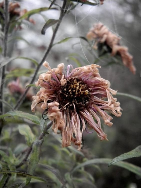 Style Roots — Body & Style