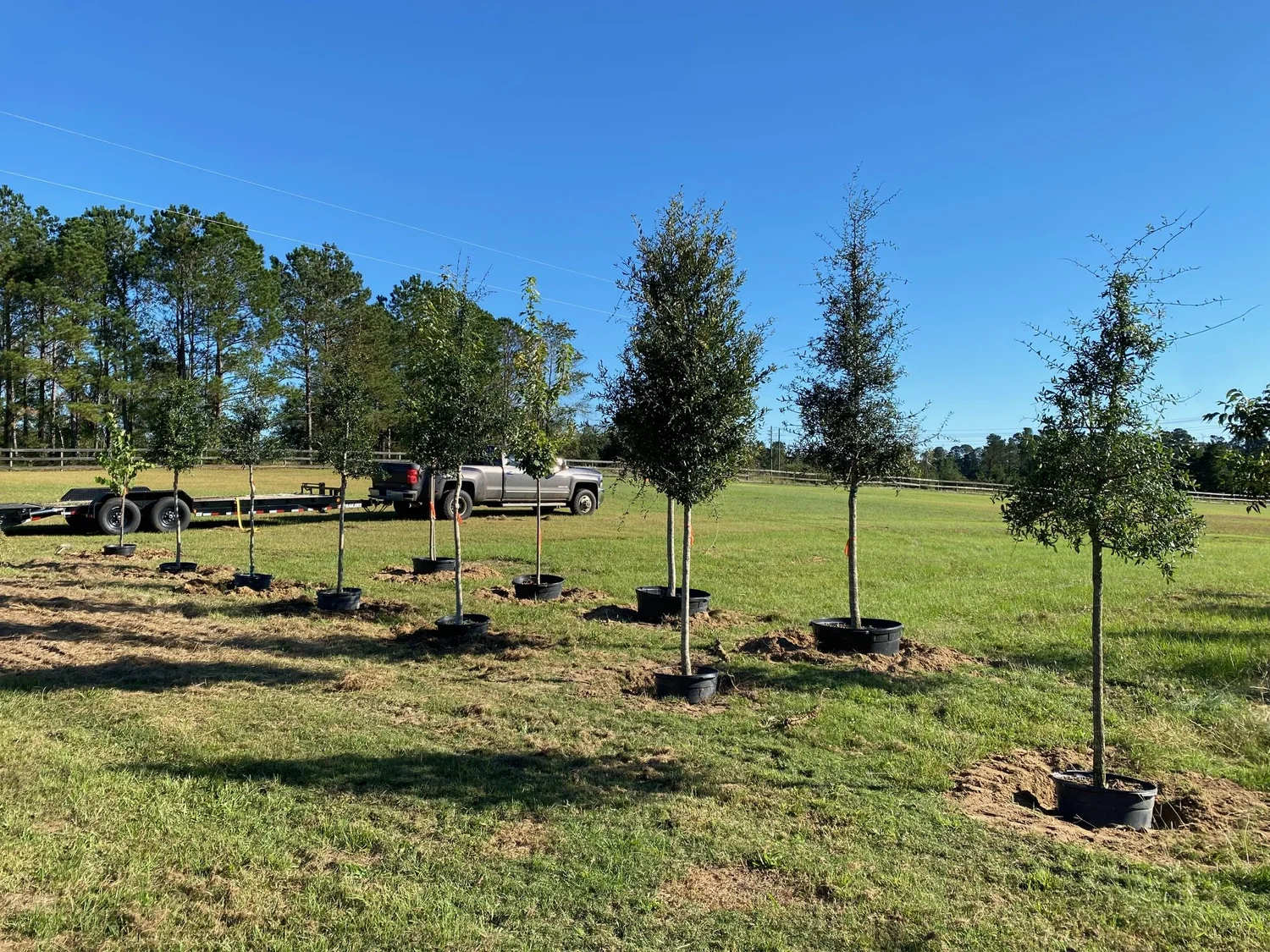 Lazy Dog Tree Farm