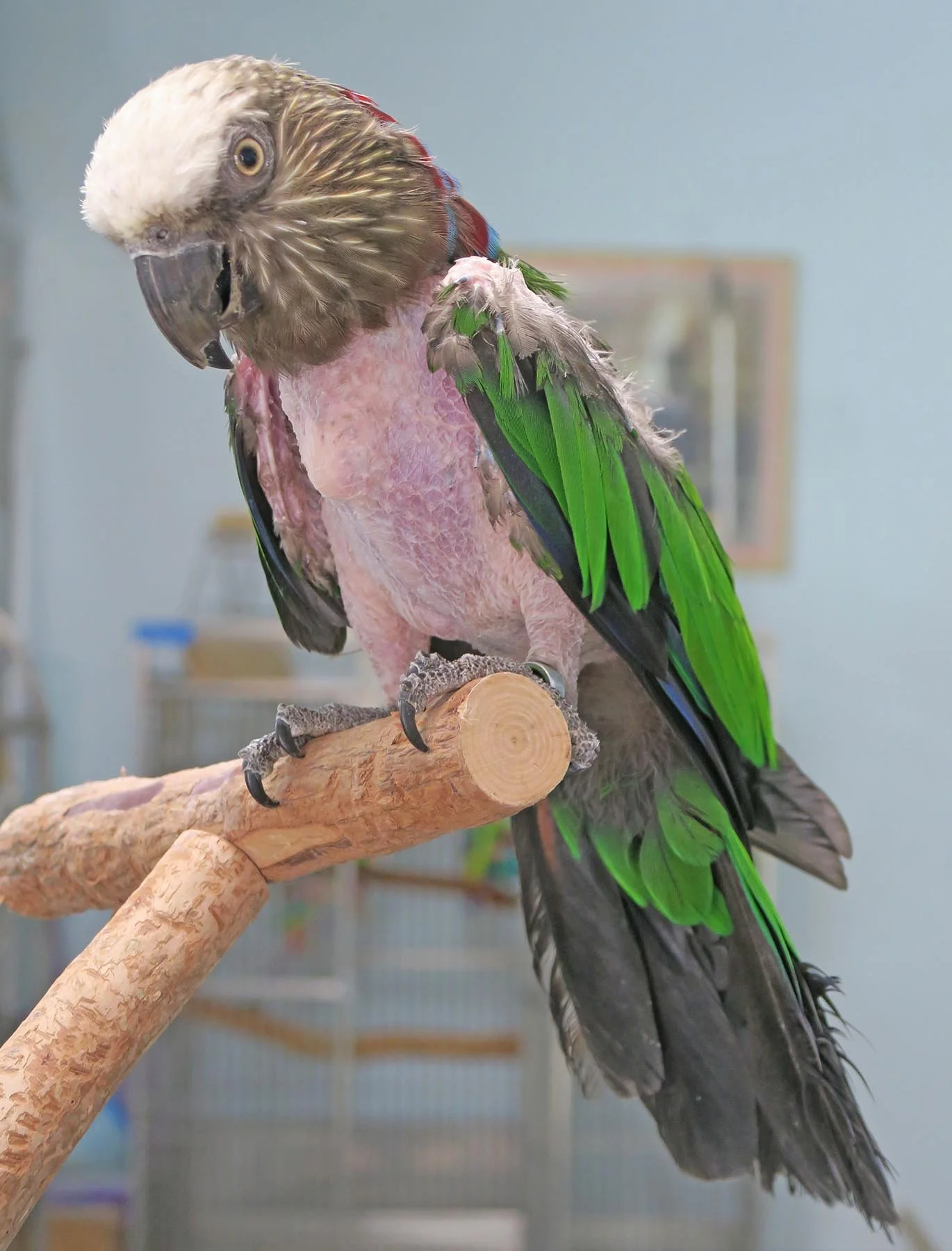 Adoption — Angel Wings Parrot Rescue