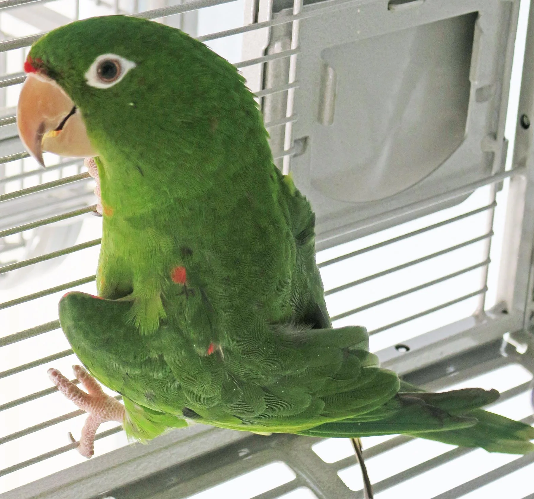 Adoption — Angel Wings Parrot Rescue