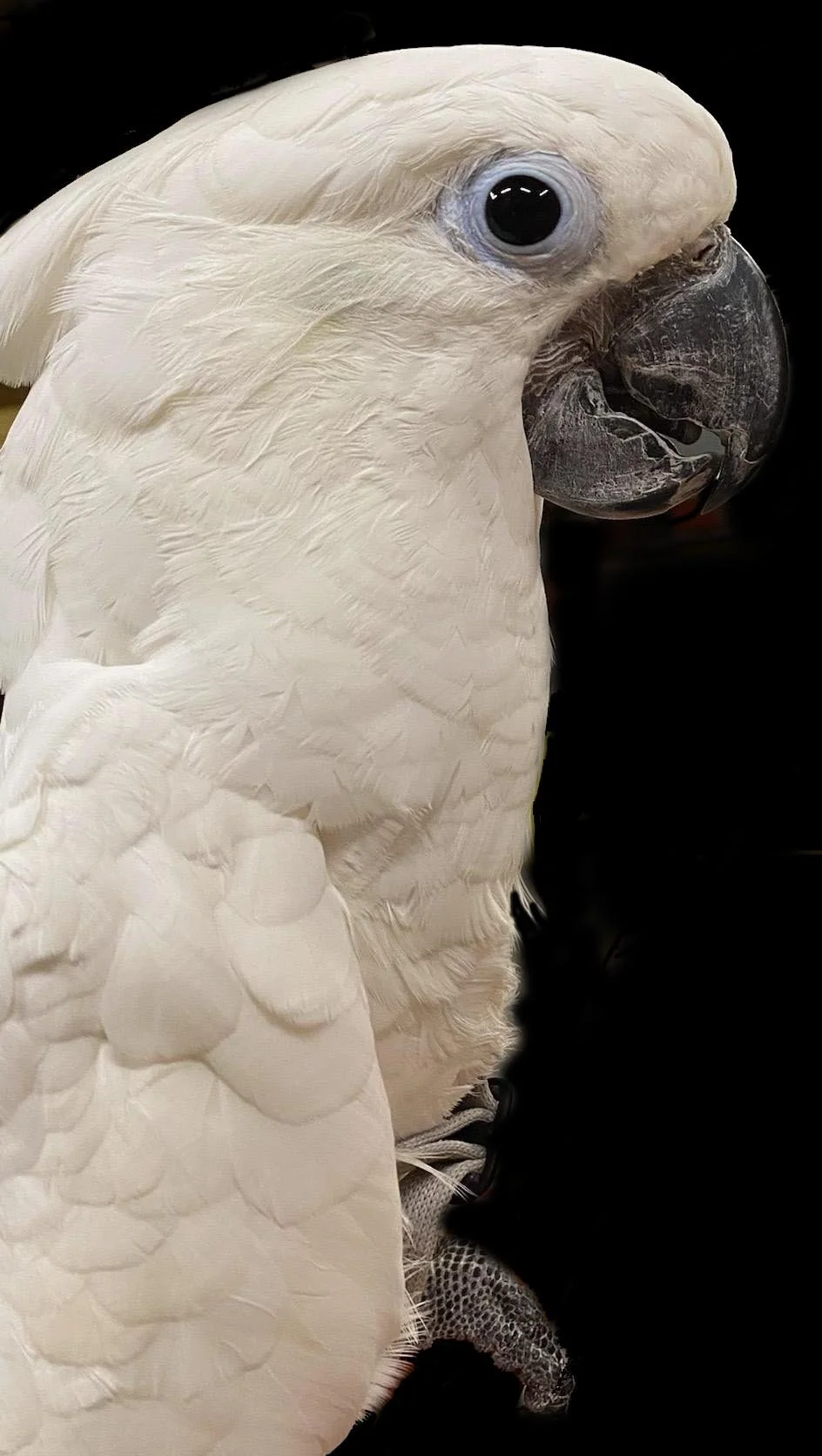 Adoption — Angel Wings Parrot Rescue