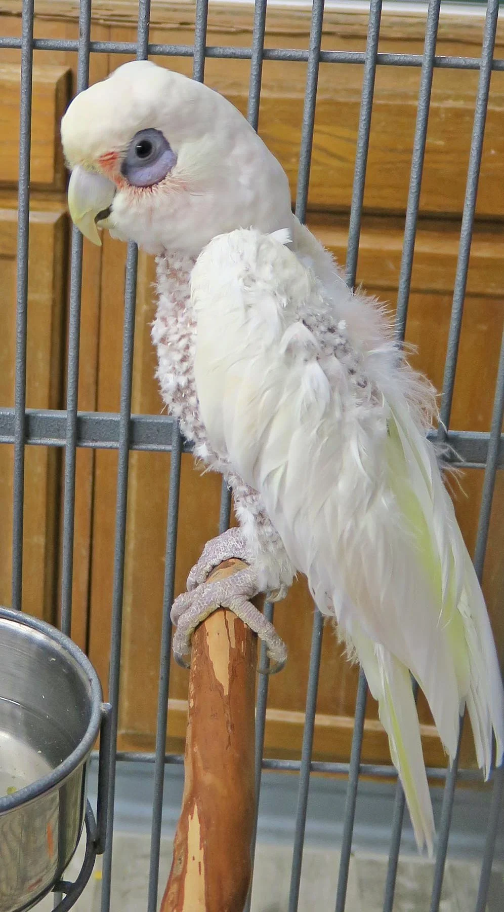 Adoption — Angel Wings Parrot Rescue