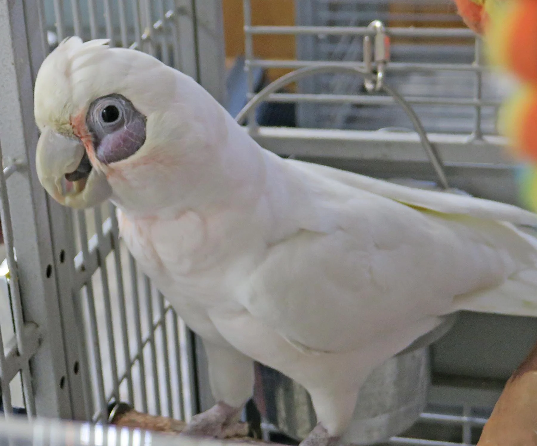 Adoption — Angel Wings Parrot Rescue