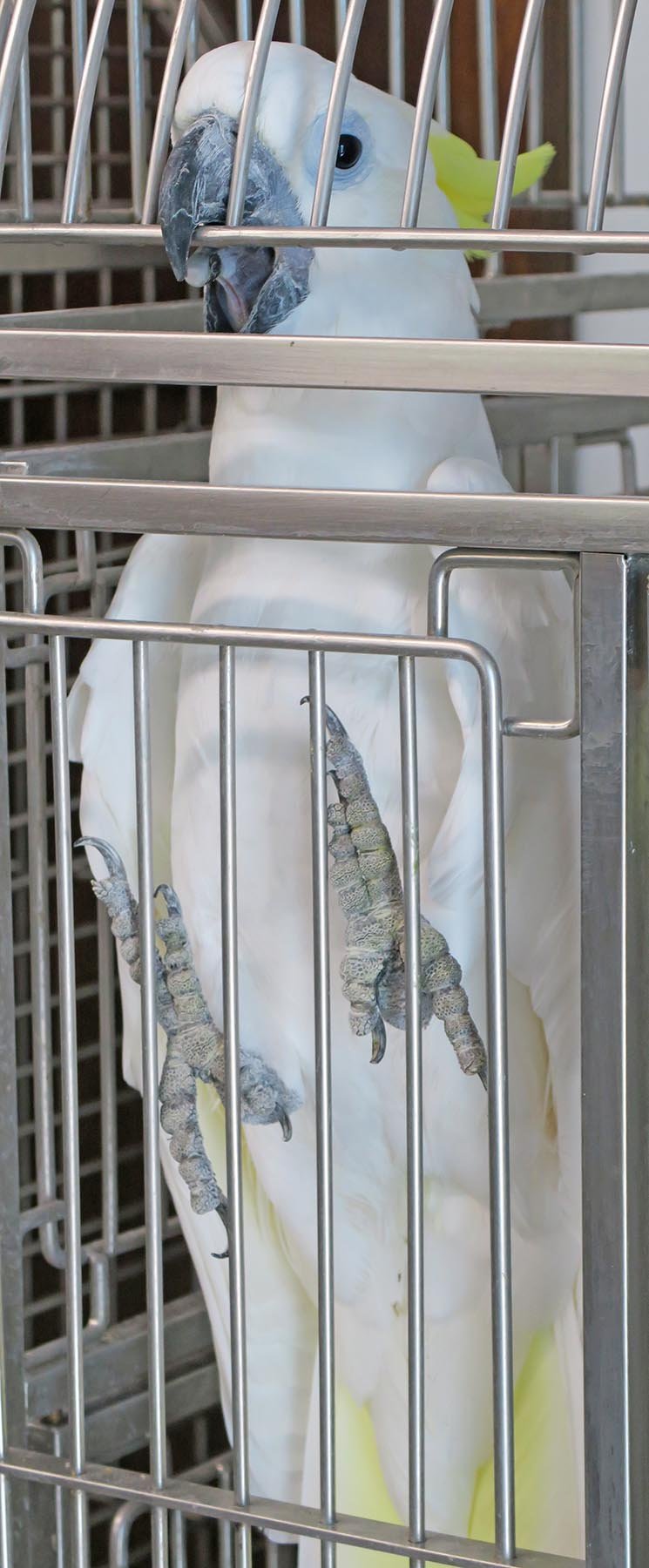 Adoption — Angel Wings Parrot Rescue