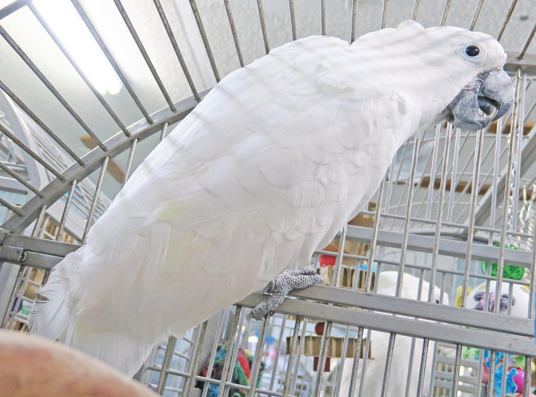 Adoption — Angel Wings Parrot Rescue
