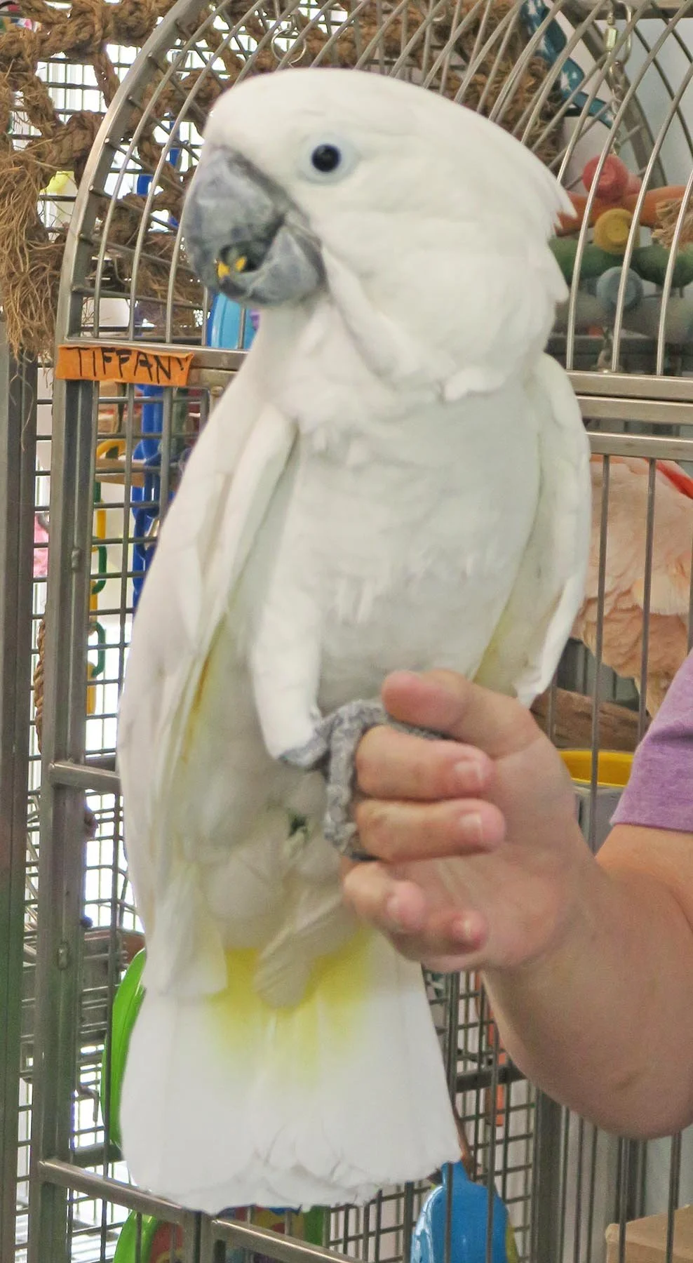 Adoption — Angel Wings Parrot Rescue