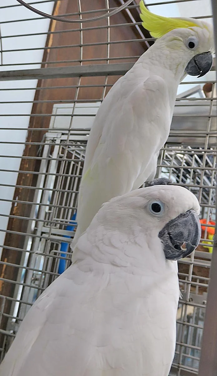 Adoption — Angel Wings Parrot Rescue