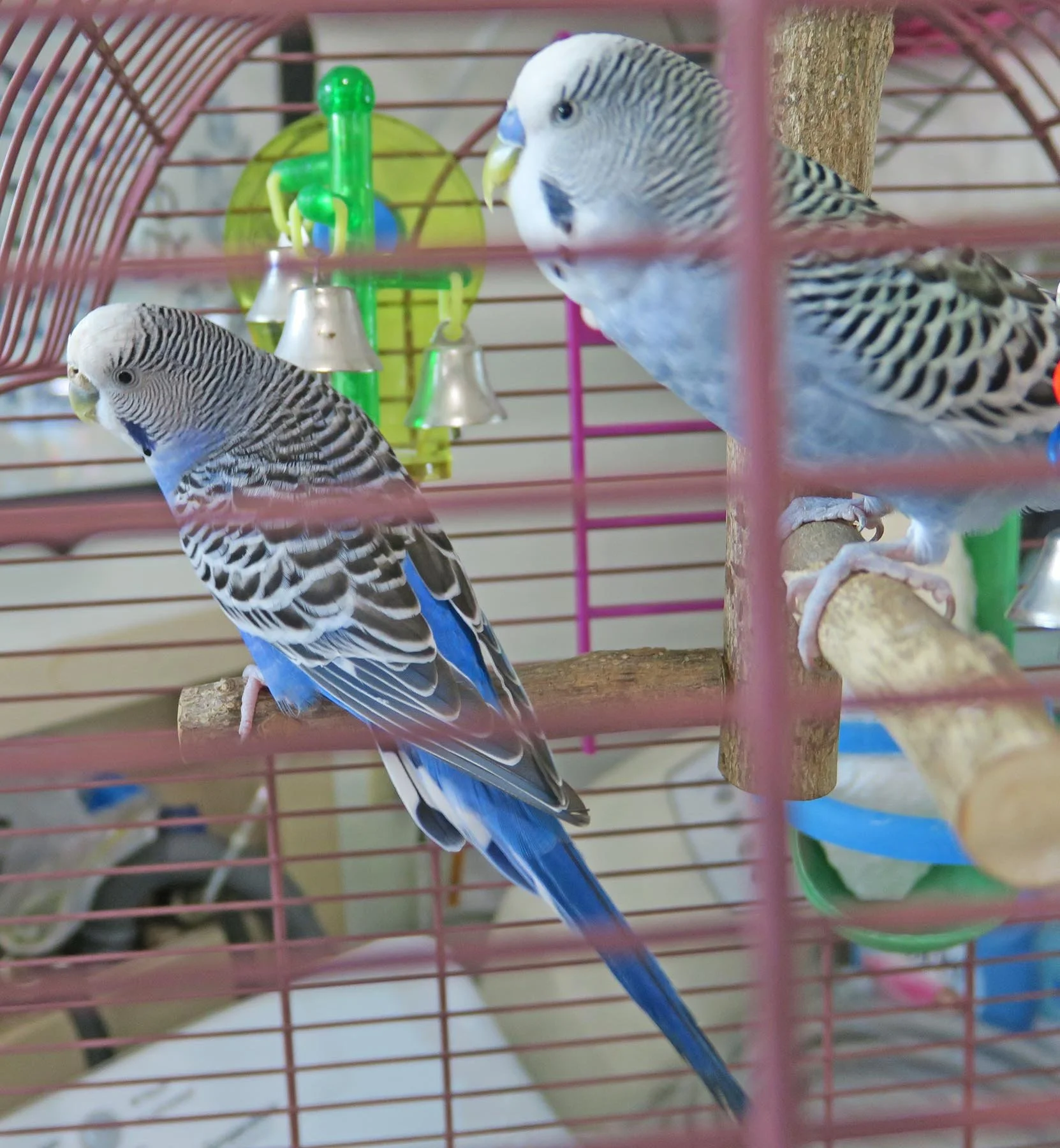 Adoption — Angel Wings Parrot Rescue