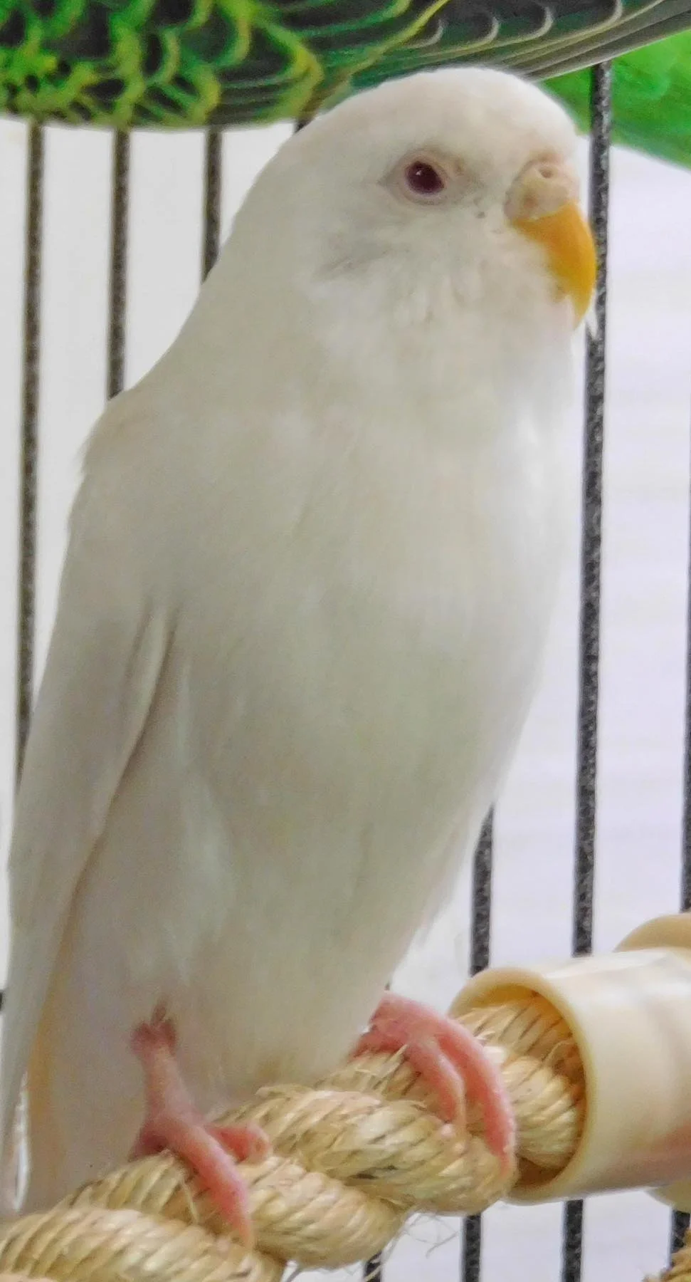 Adoption — Angel Wings Parrot Rescue