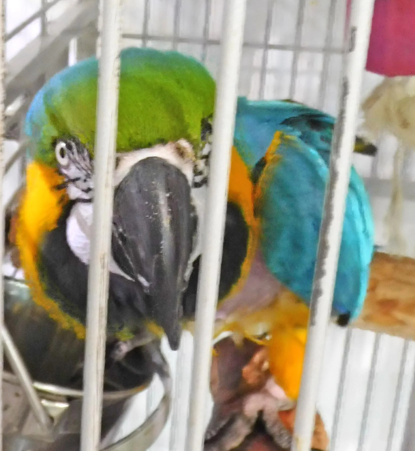 Adoption — Angel Wings Parrot Rescue