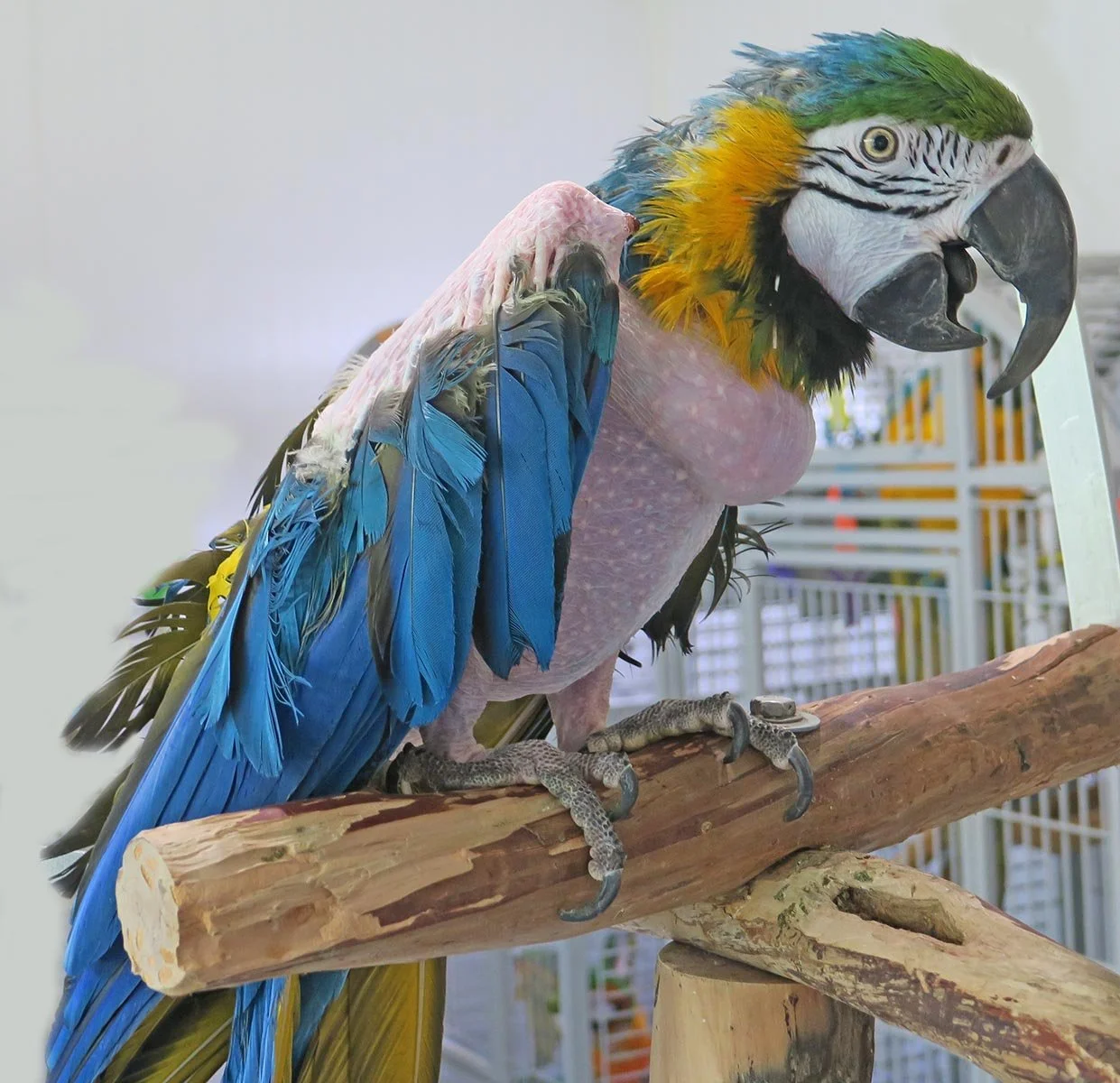 Adoption — Angel Wings Parrot Rescue
