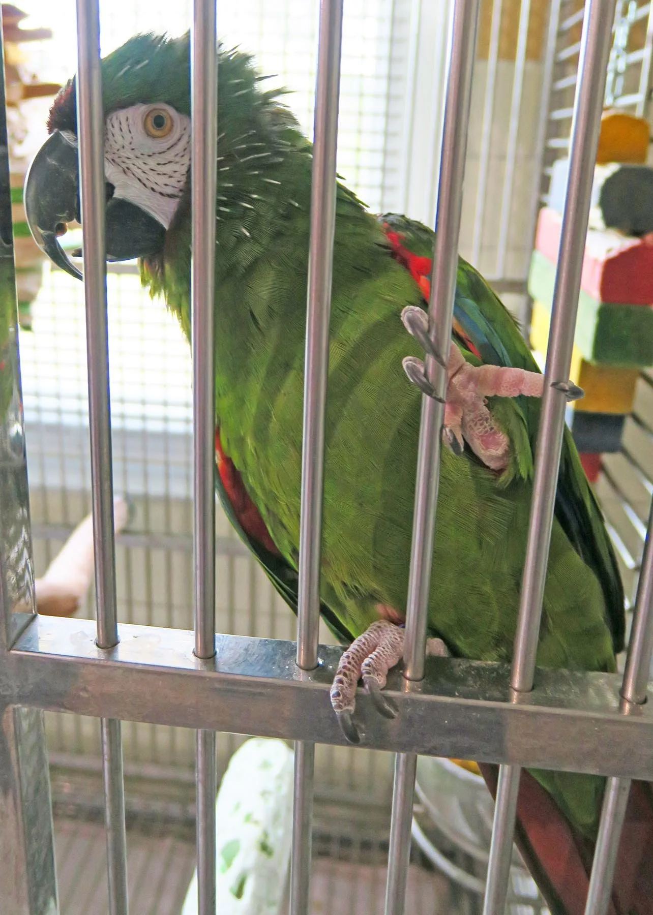 Adoption — Angel Wings Parrot Rescue