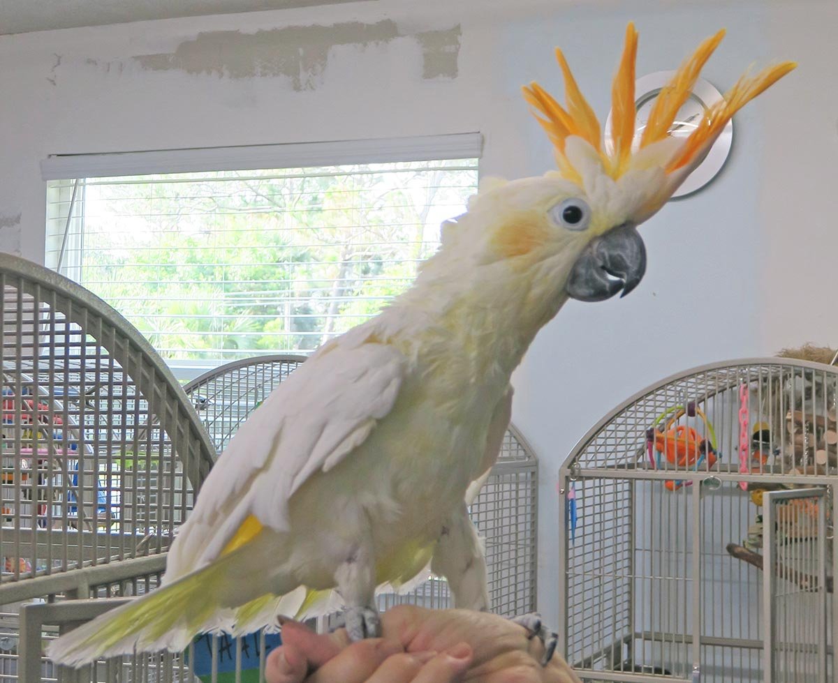 Taal The Citron Crested Cockatoo — Angel Wings Parrot Rescue