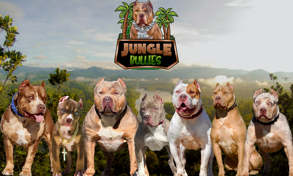 American Bully Xl How Big