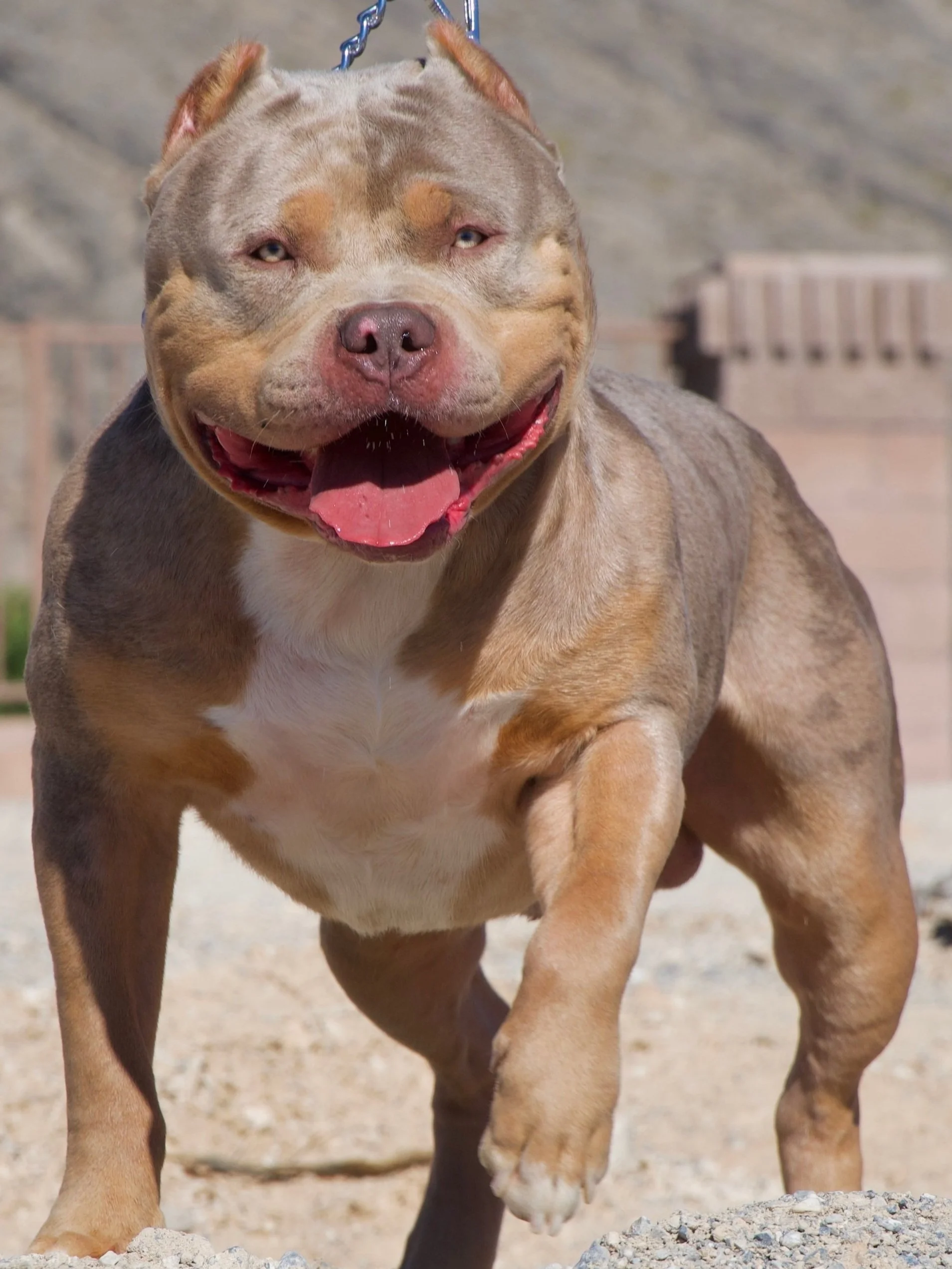 Jungle Bully Kennels: The Best Pitbulls & American Bullies in the World