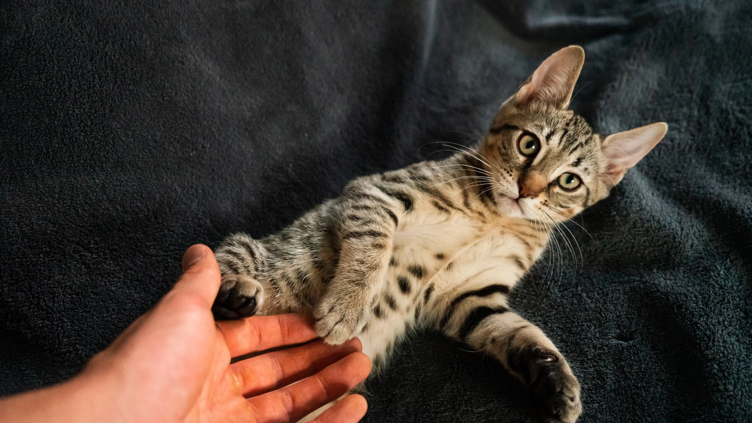 Socal Safari Hybrids