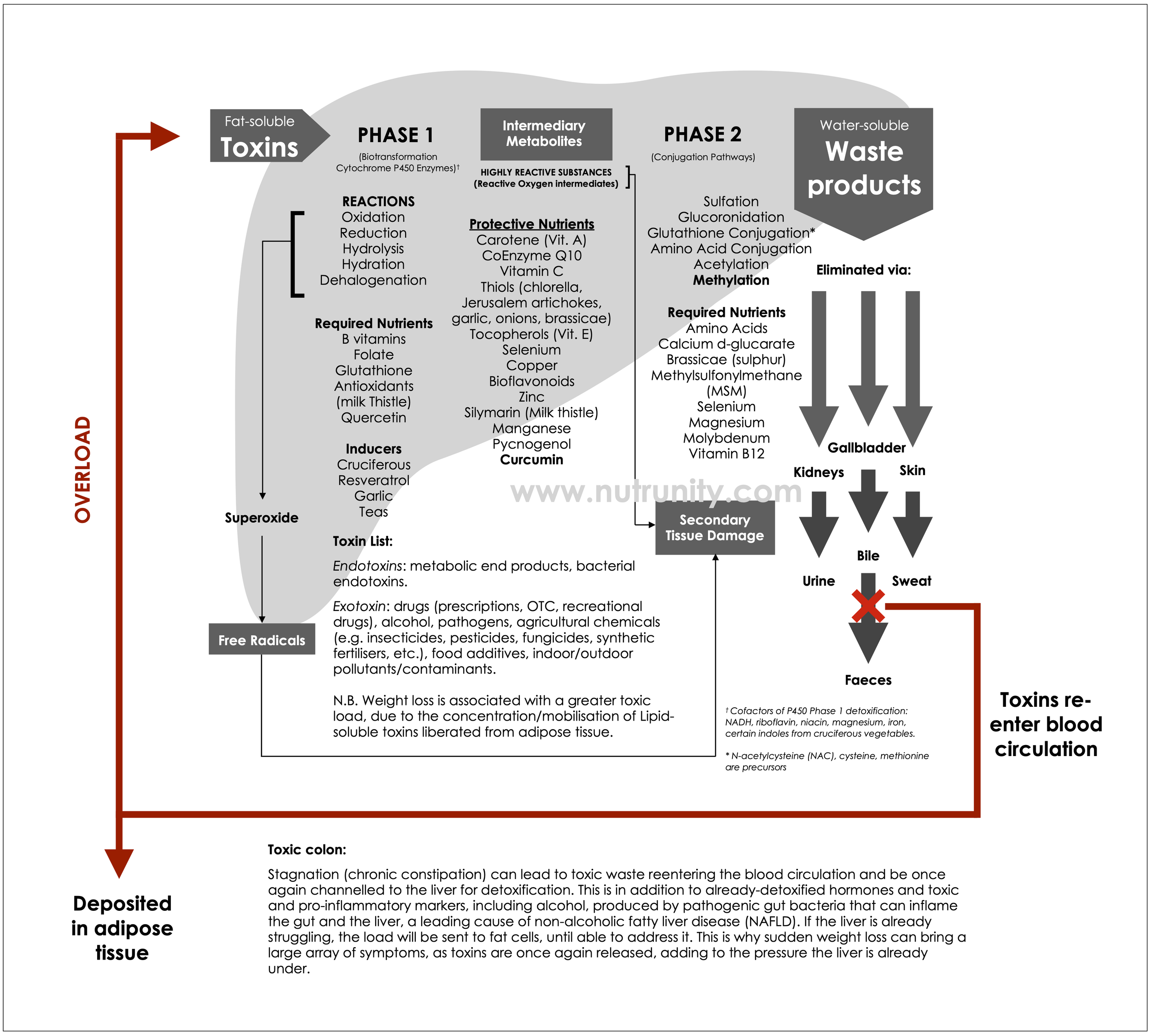 12 Remedies for Colon Cleansing: A naturopath protocol — Nutrunity ...