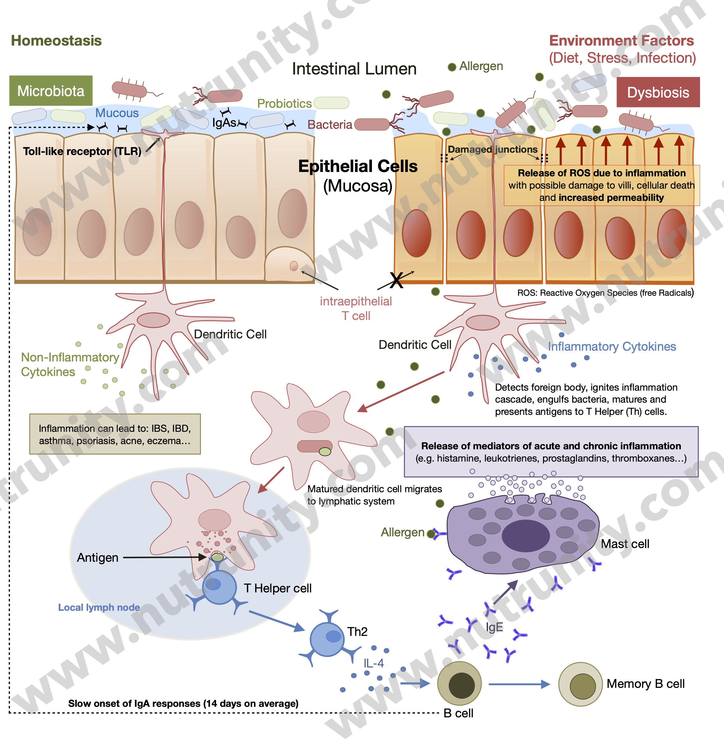 THE INFLAMMATION PROCESS – THE ROLE OF DENDRITIC CELLS — Nutrunity ...