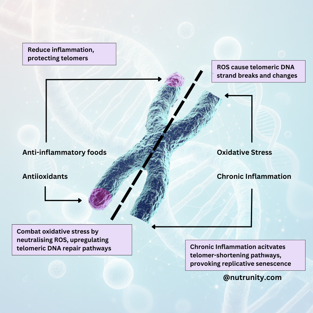 The role of telomeres and targeted interventions — Nutrunity ...