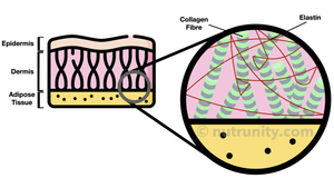 In focus: Collagen. Do drinks and supplements really work? — Nutrunity ...