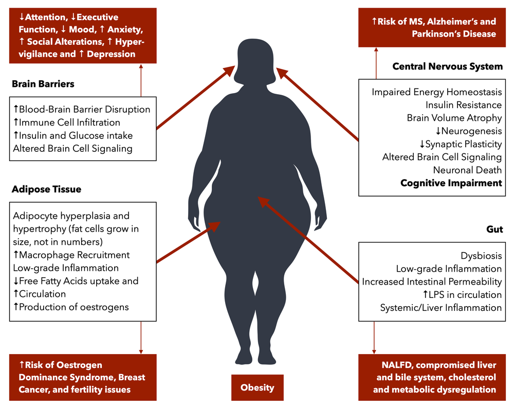 Domino Effect of Ultra-Processed Diets – From Adipose Hyperplasia to ...