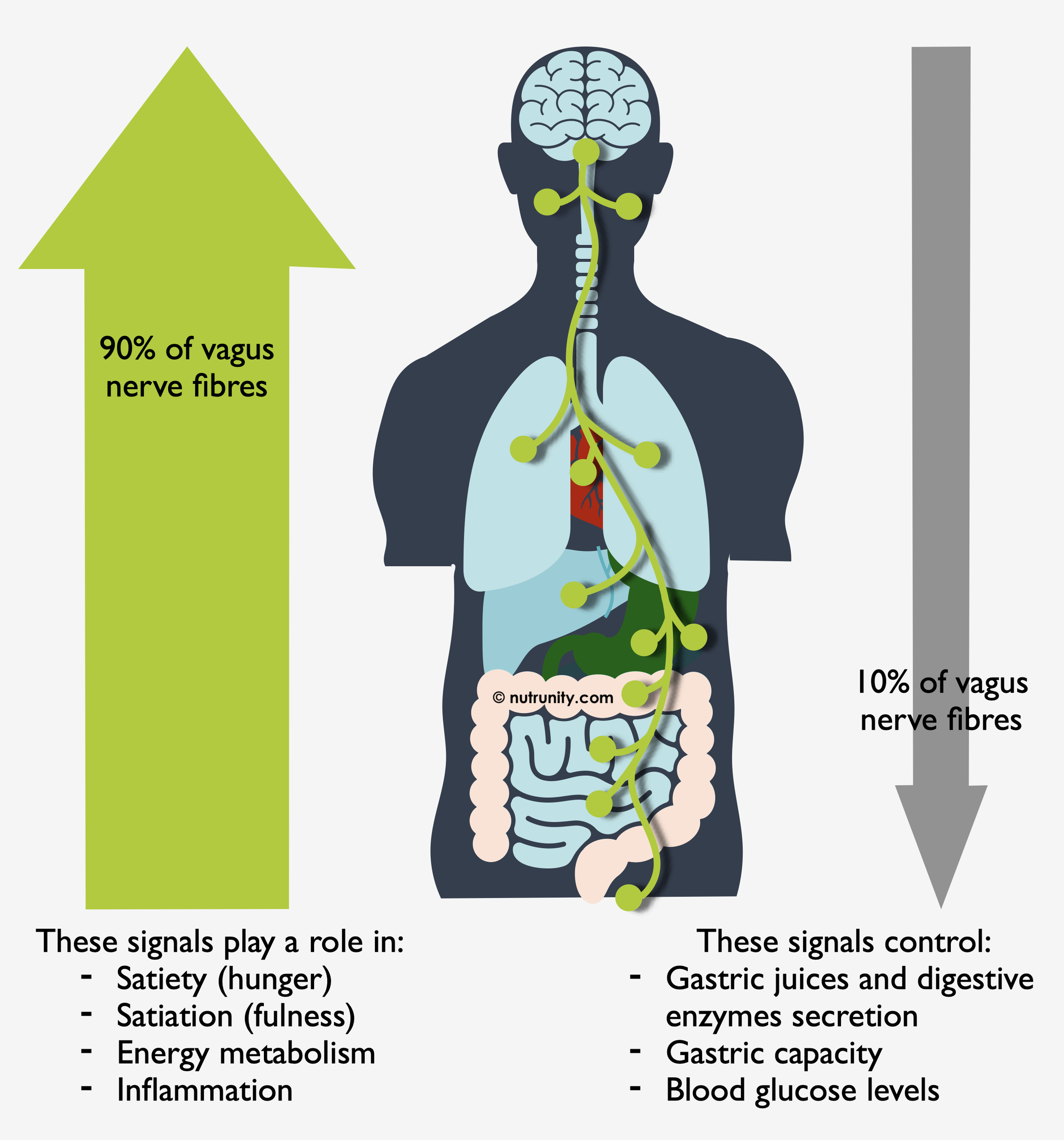25 Tips to Manage IBS: The Role of HPA Axis Hyperactivation — Nutrunity ...