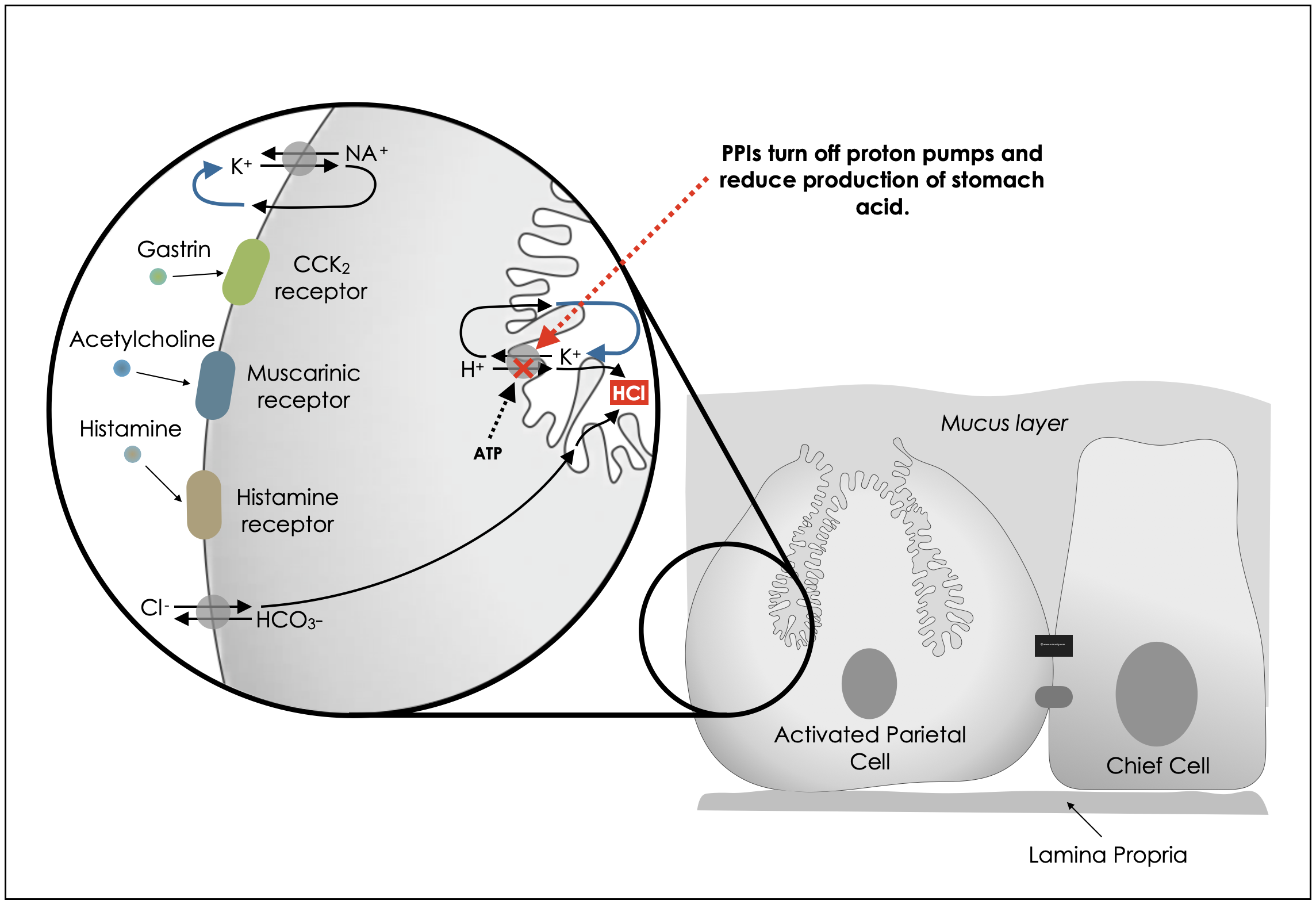 Long-term effects of PPIs on immunity — Nutrunity⎪Naturopathic Clinic ...