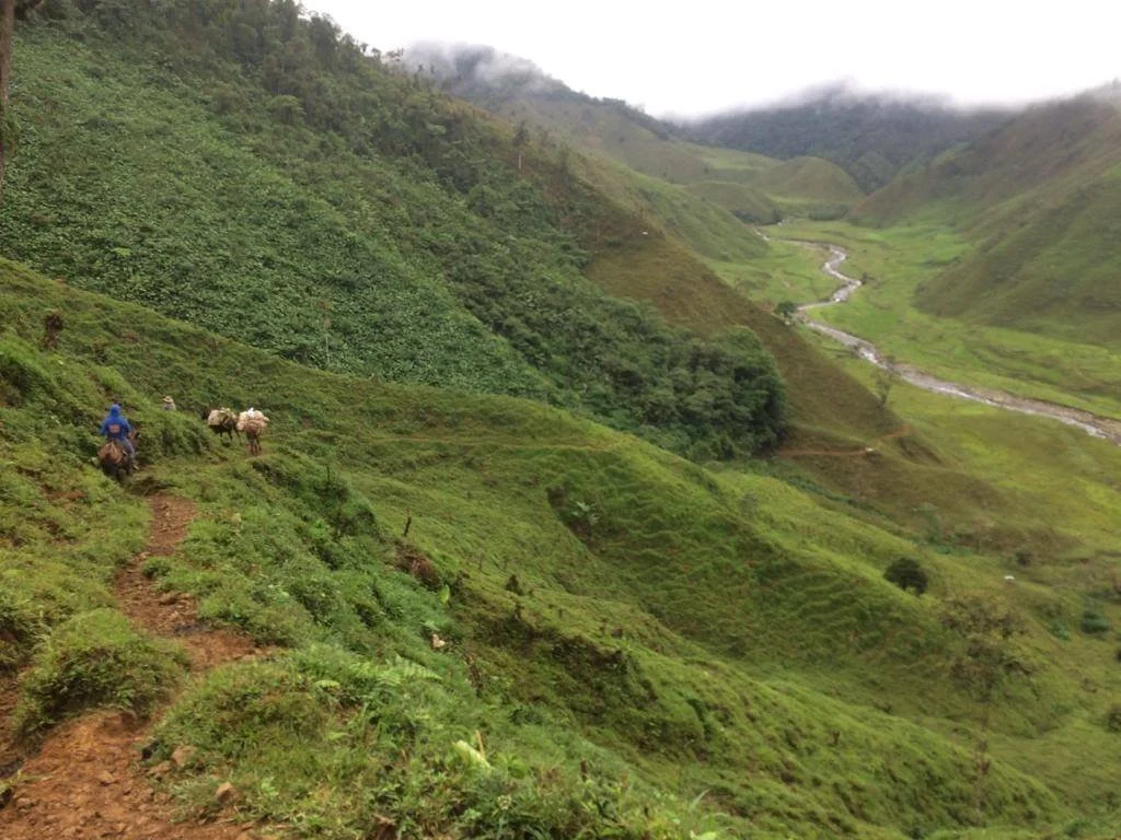 Team — Developing Minds Foundation