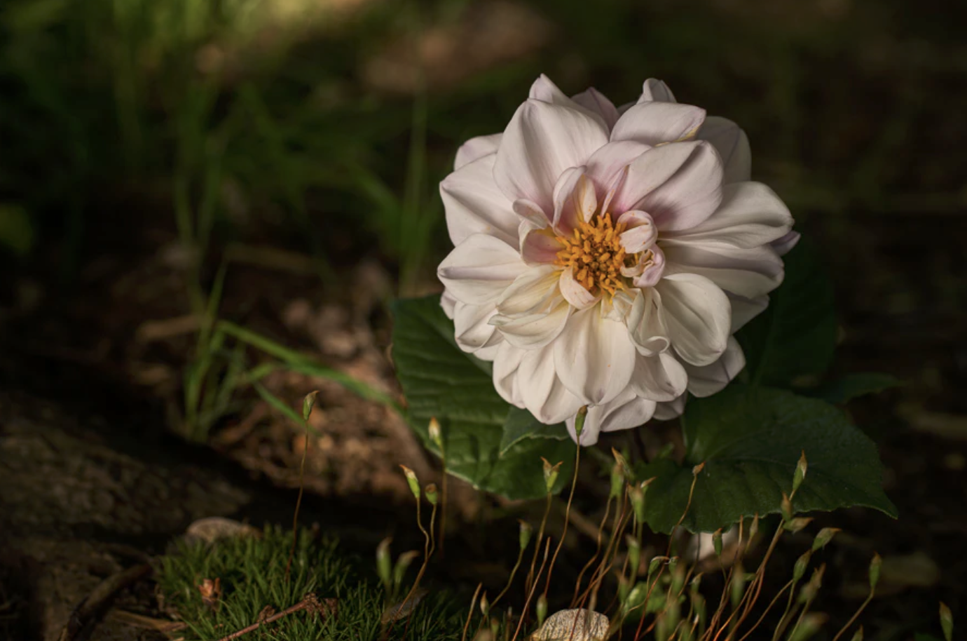 Exploring Still Life Outside with OCF — The Salted Image