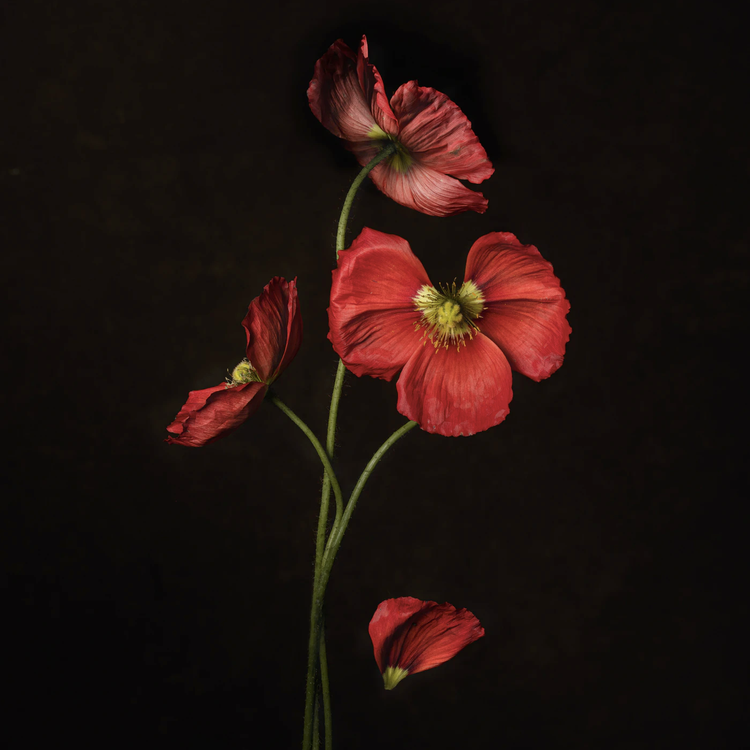 Falling Poppy Petal with Wire — The Salted Image