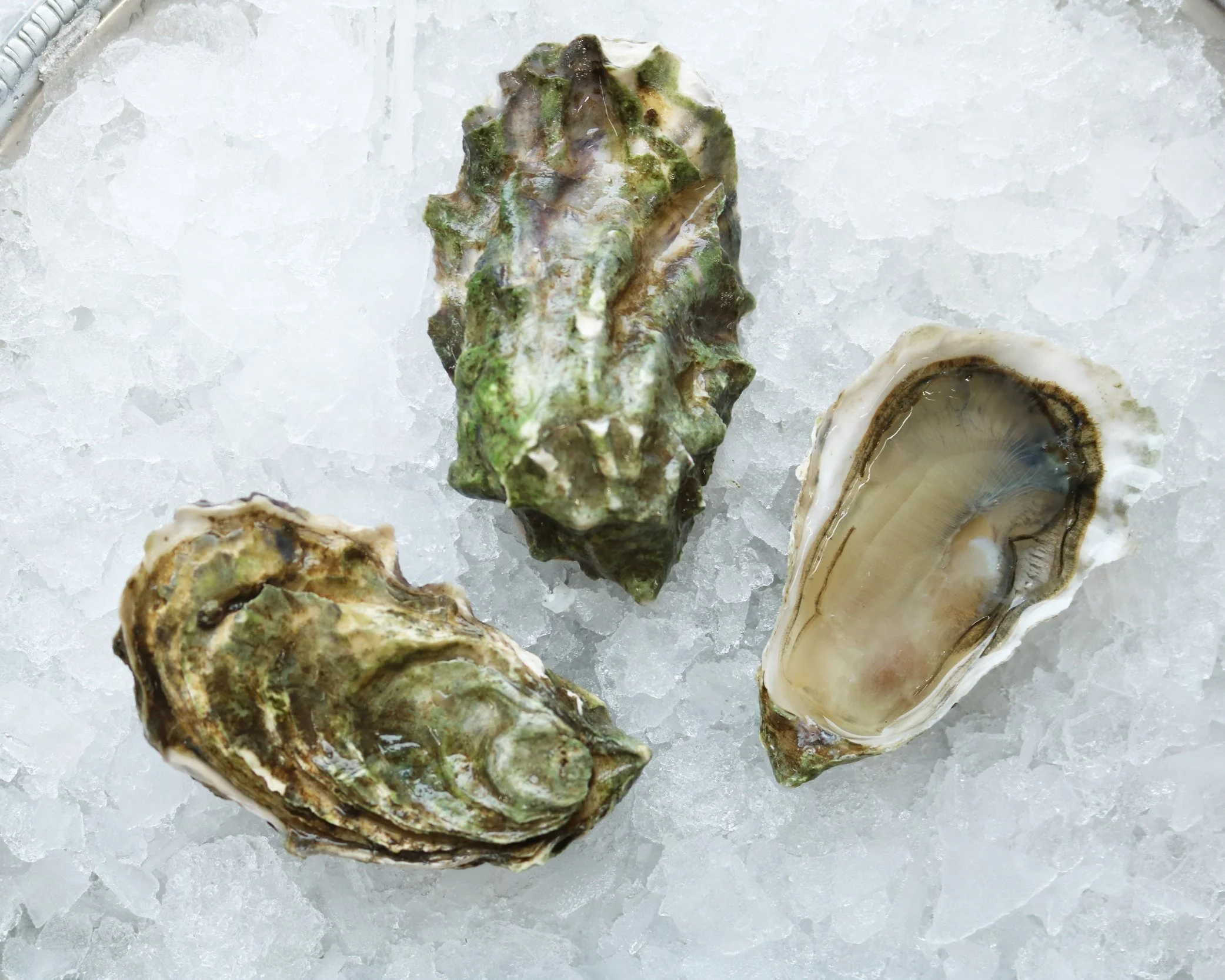 Shop — Pangea Shellfish